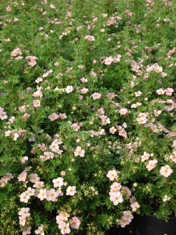 Bodendecker :: Borchers Baumschulen Gerhard Borchers Pflanzenhandels ...